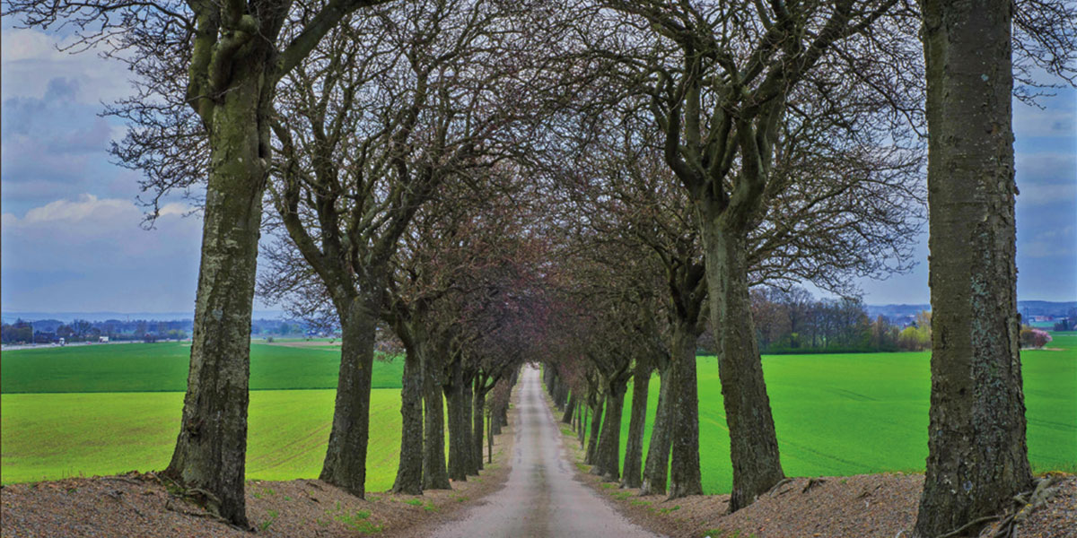 Realización de caminos rurales